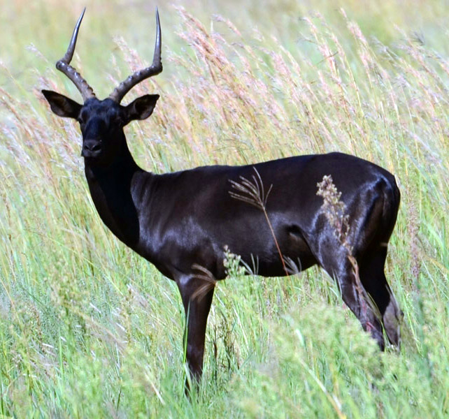 Black Springbuck (Antidorcas marsupialis) - Nduna Hunting Safaris